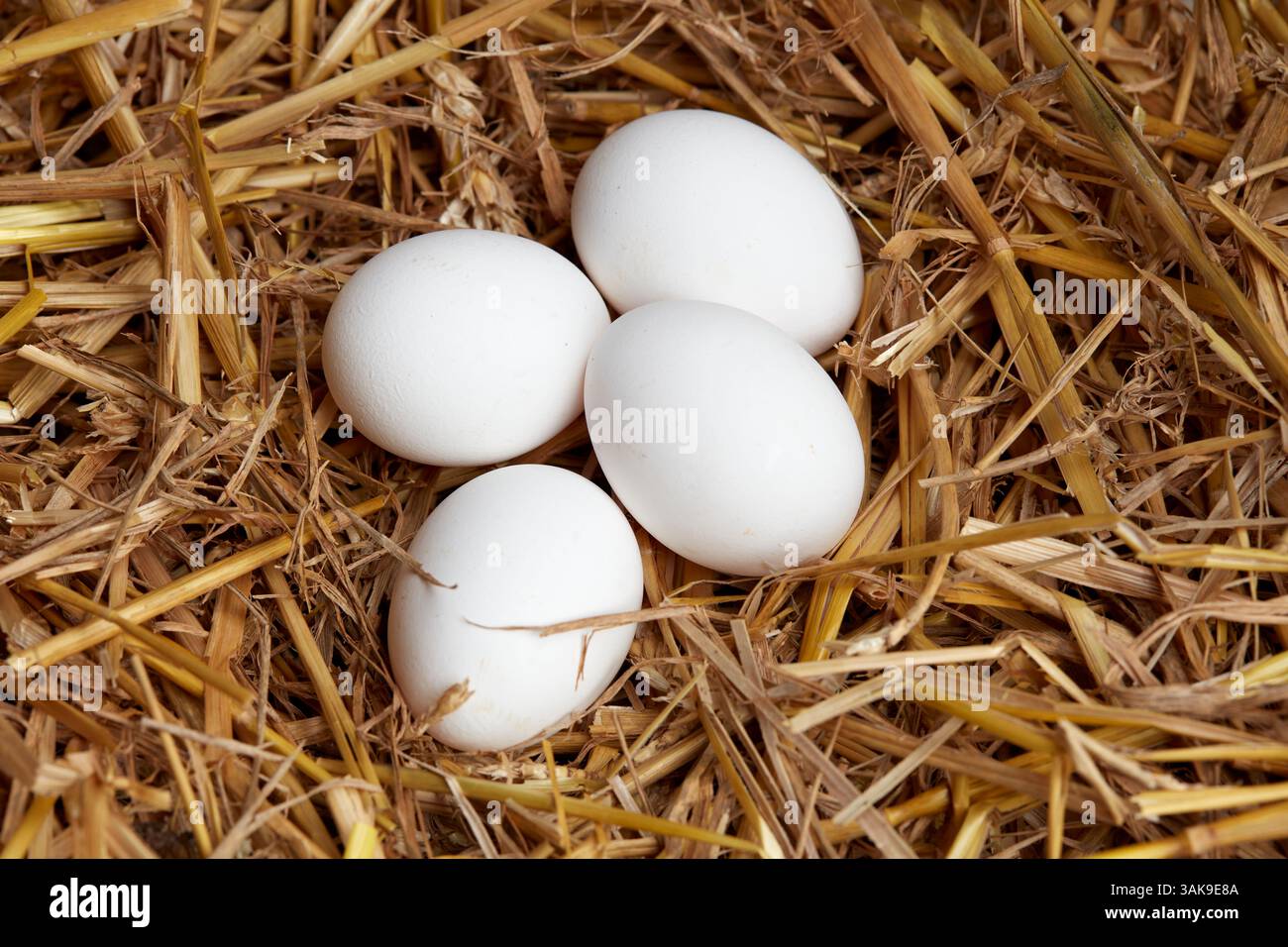 Four white eggs rest in a bed of straw Stock Photo - Alamy