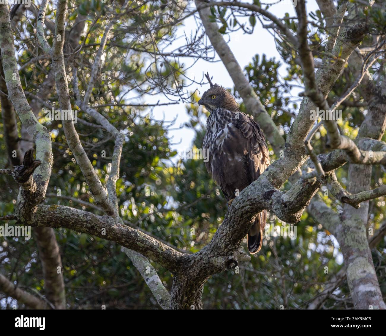 Crested hawk eagle perched on a tree hi-res stock photography and ...