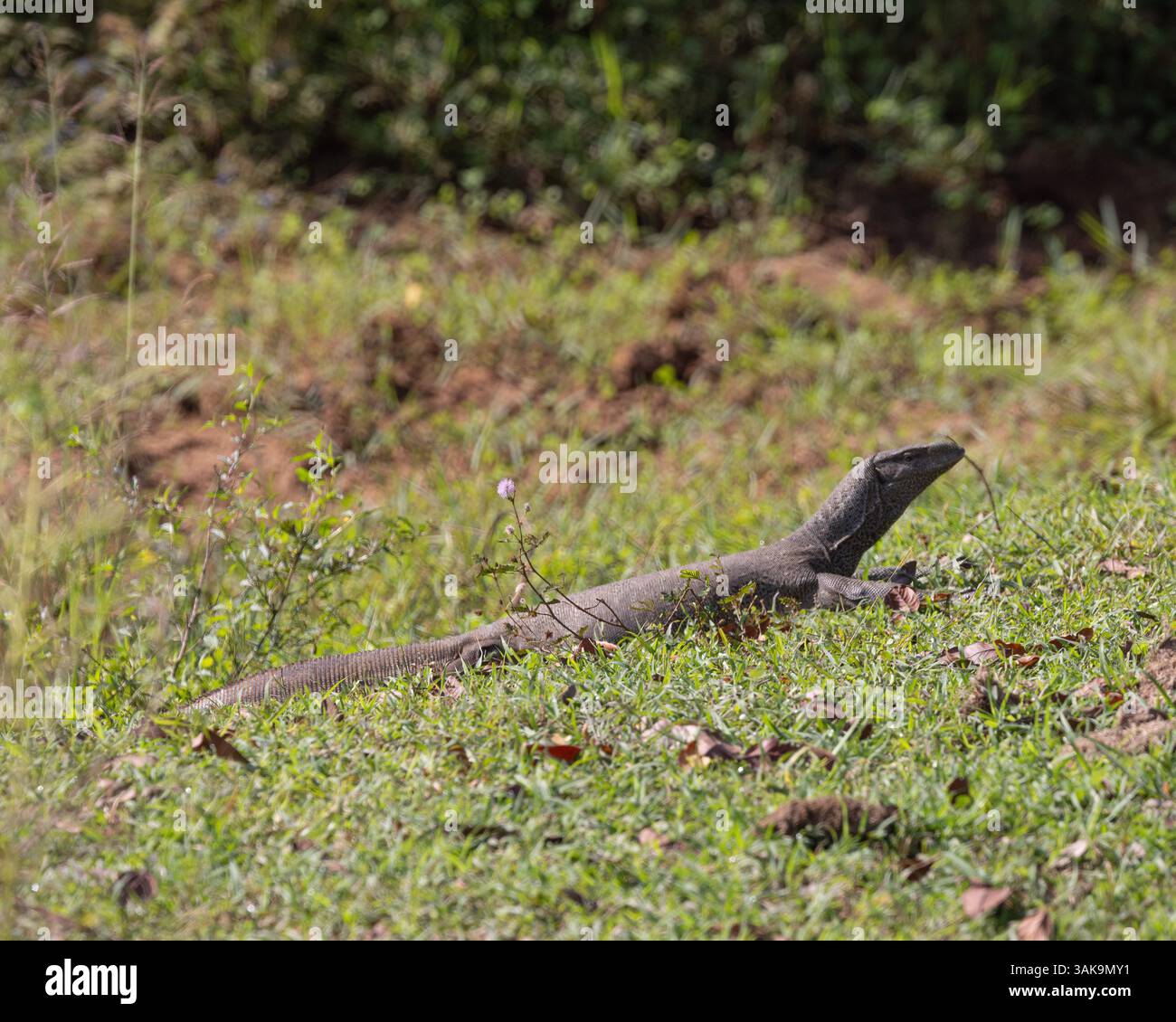 A Bengal Land Monitor Lizard in Sri Lanka Stock Photo - Alamy