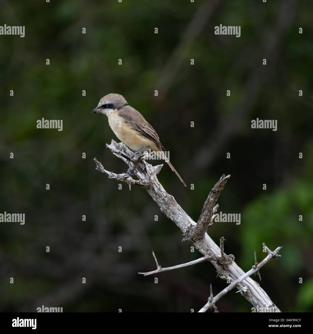 A Brown Shrike, or "Butcher bird" seen in Sri Lanka Stock Photo - Alamy