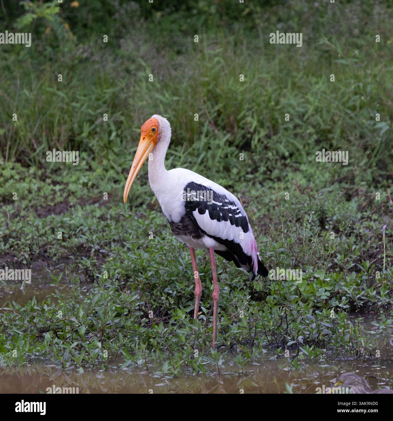 A Painted Stork in Yala National Park in Sri Lanka Stock Photo - Alamy