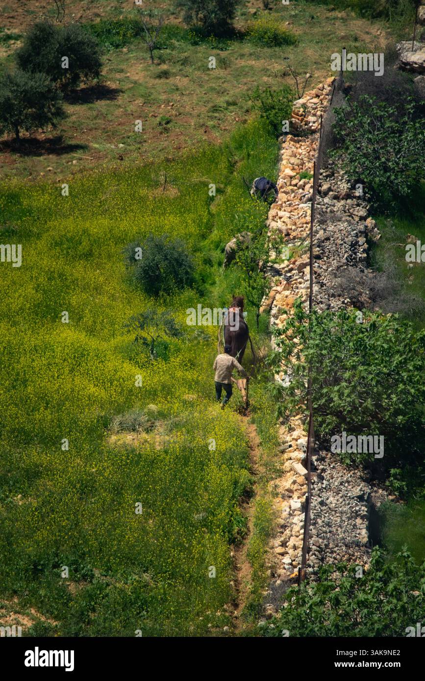 Aerial view of traditional horse cultivation near stone wall in Ajloun ...