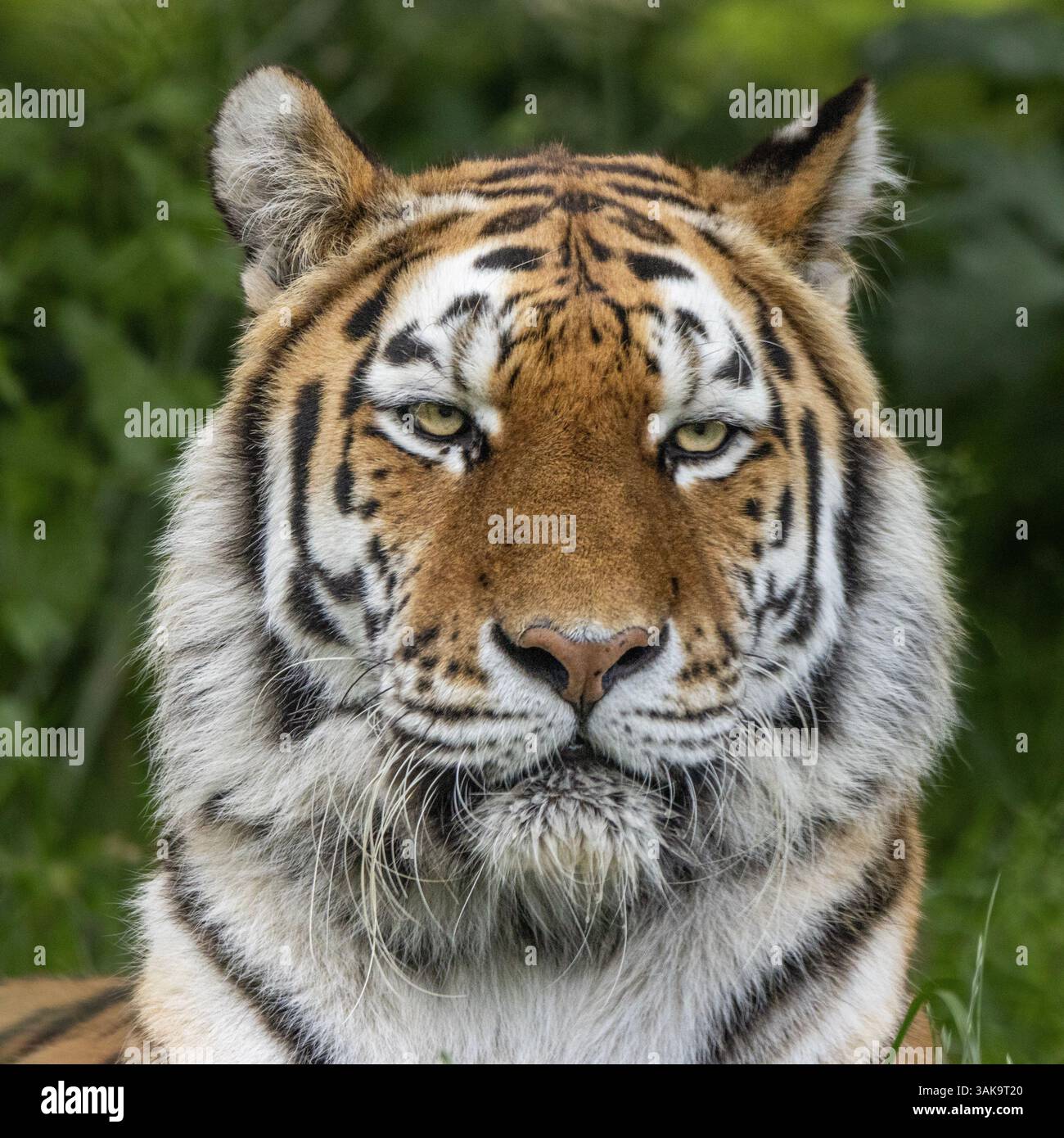 Tiger camouflage grass hi-res stock photography and images - Alamy