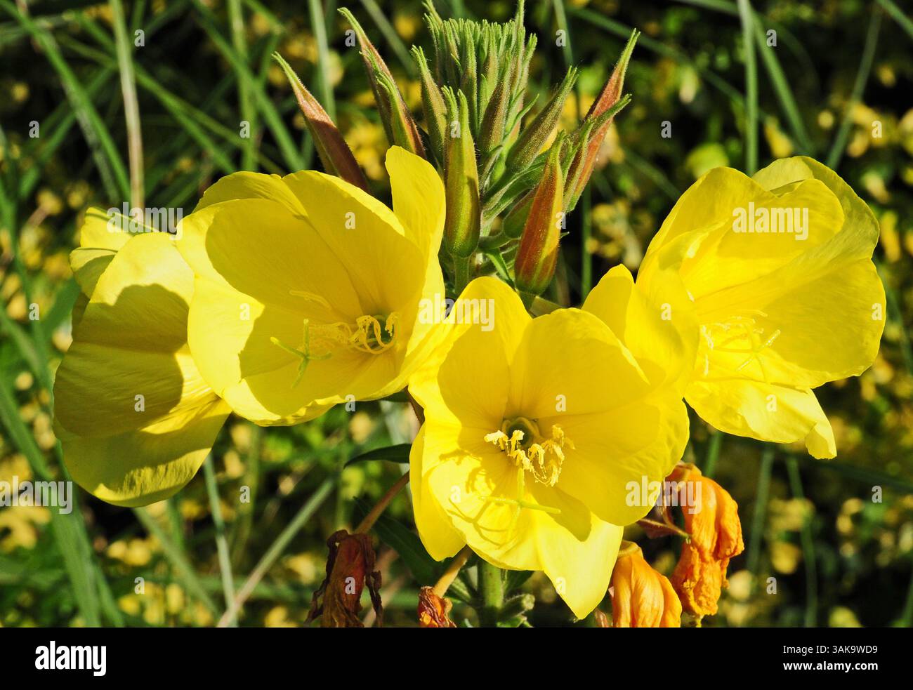 Primrose in flower hi-res stock photography and images - Alamy