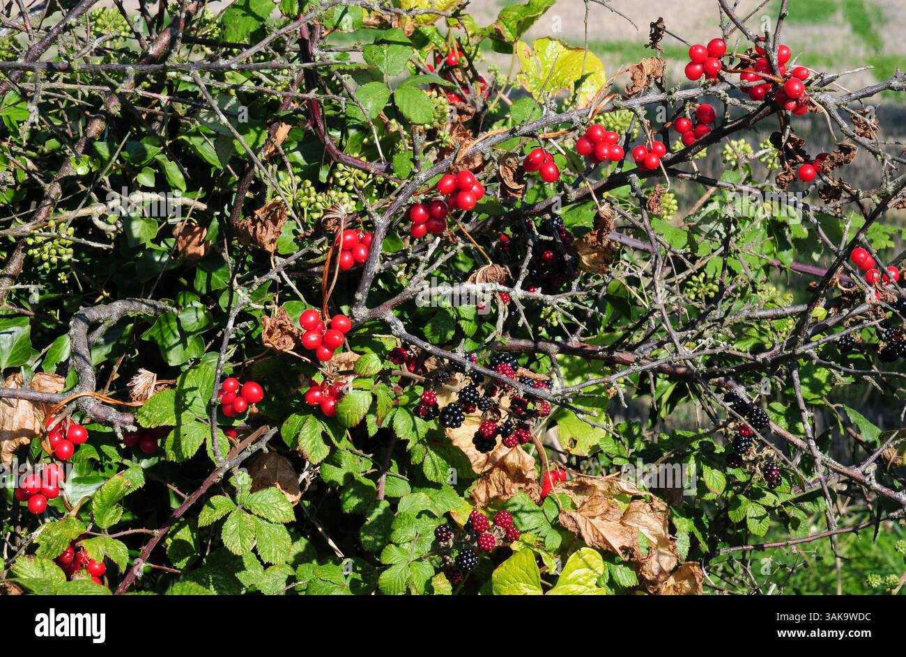 Bird berries october hi-res stock photography and images - Alamy