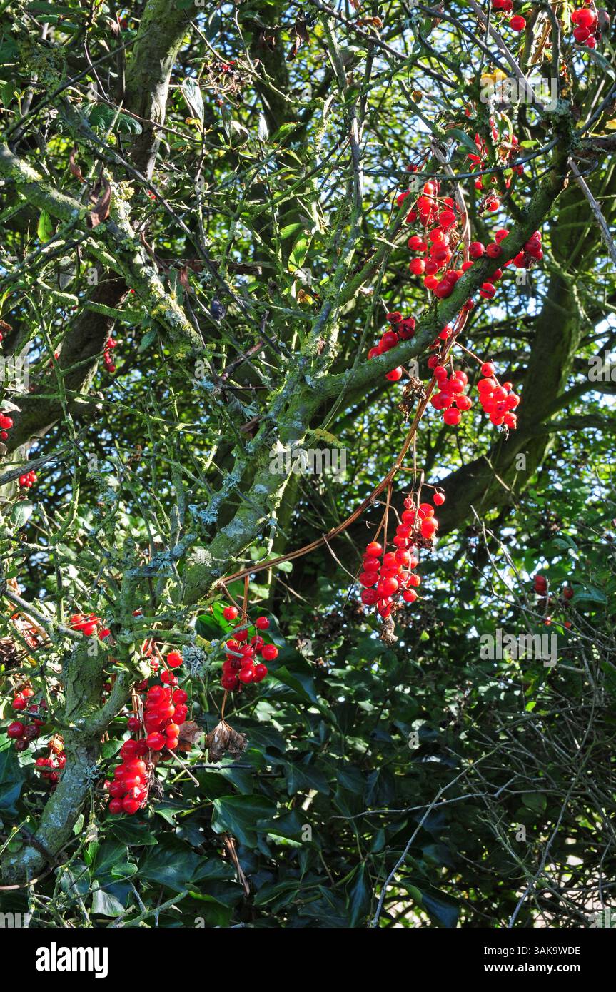 Black Bryony berries hanging in a tree Stock Photo - Alamy