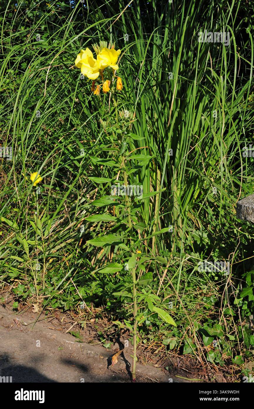 Evening Primrose naturlised at the side of a country lane Stock Photo ...