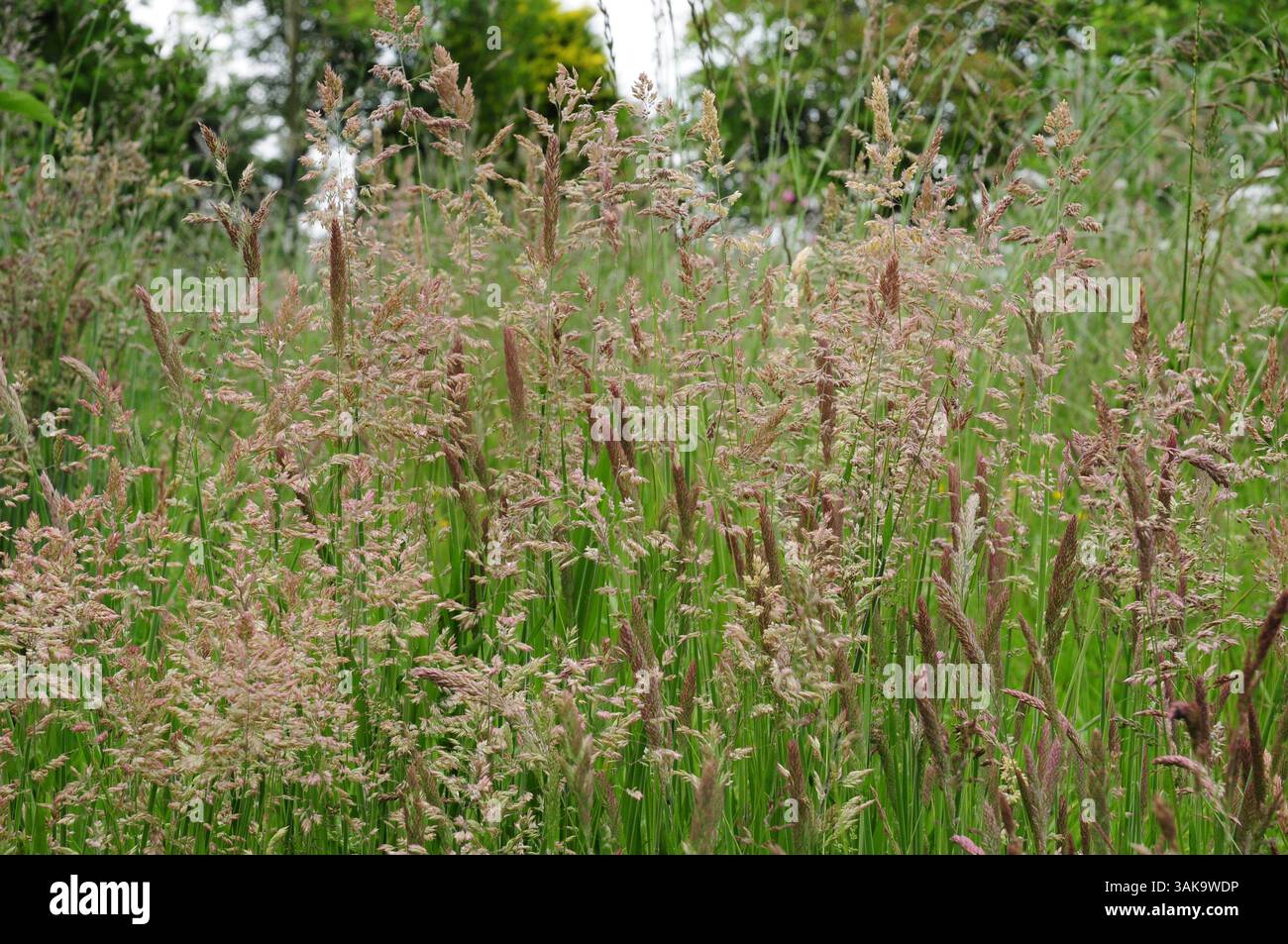 Yorkshire fog grass hi-res stock photography and images - Alamy