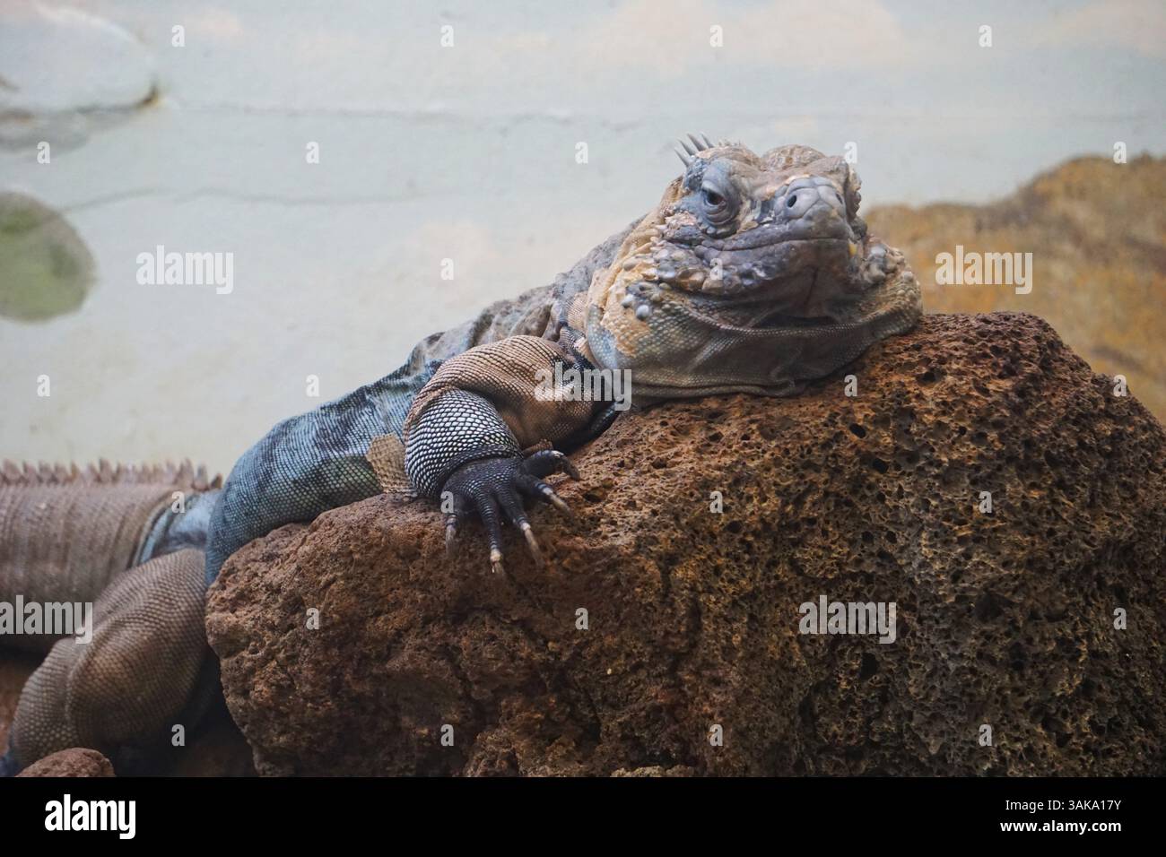A green and grey South American iguana lizard lies sunbathing on a rock ...