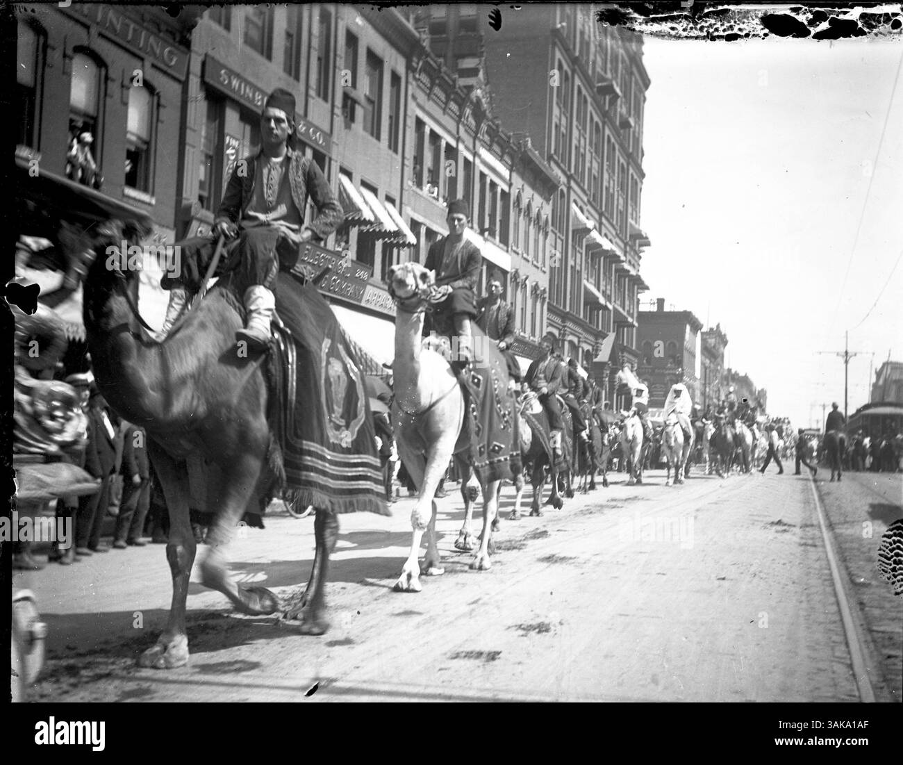 This image captures camels participating in a circus parade in downtown ...