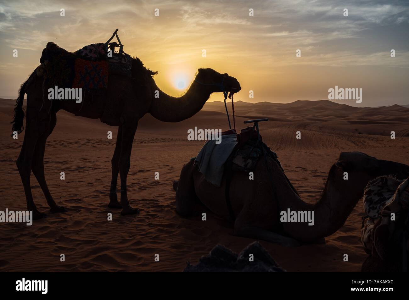 Camels in the desert during sunset with blue and yellow sky Stock Photo - Alamy
