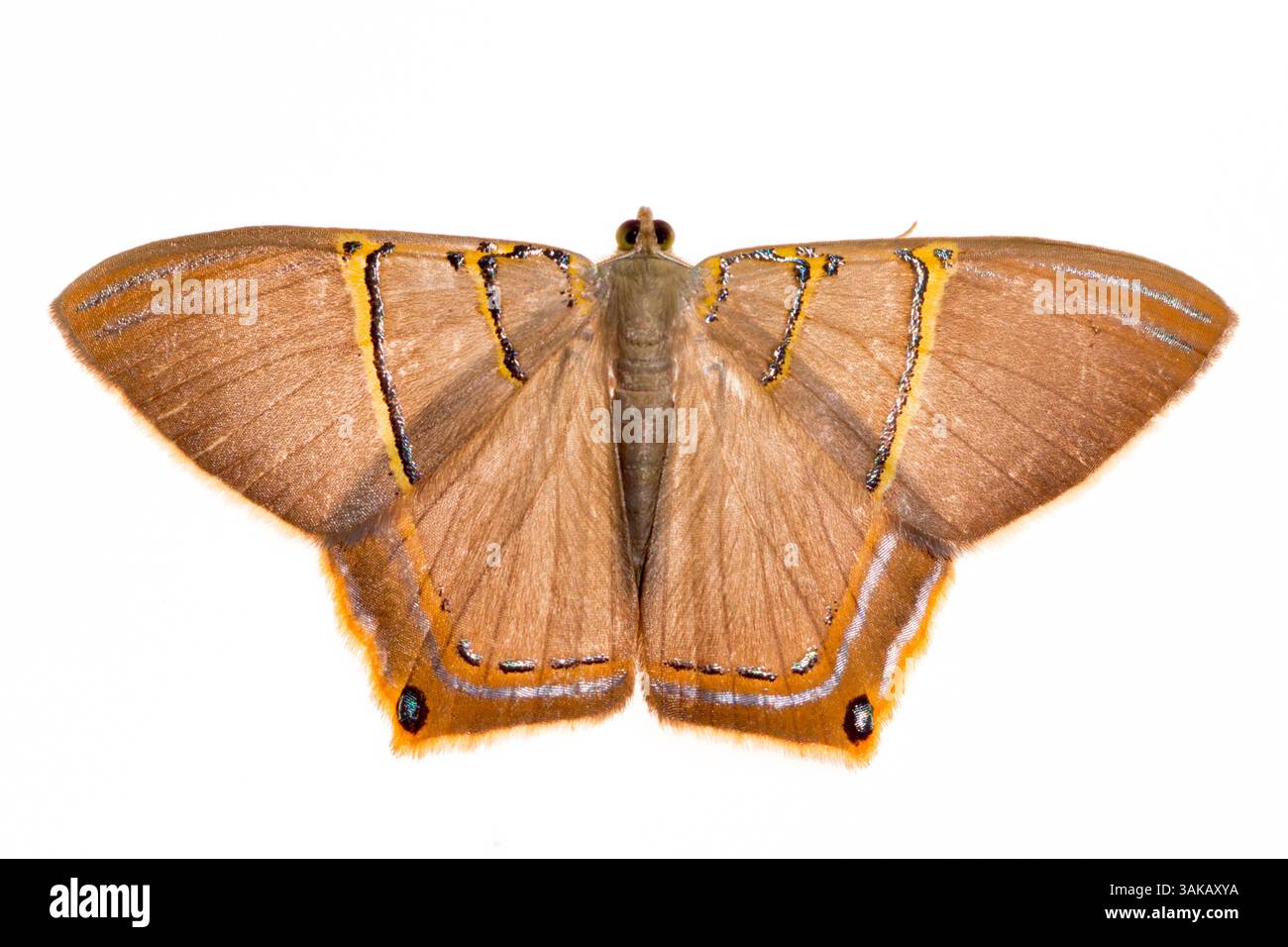 April 15, 2014 - Colombia - The geometer moths are attracted by the ...