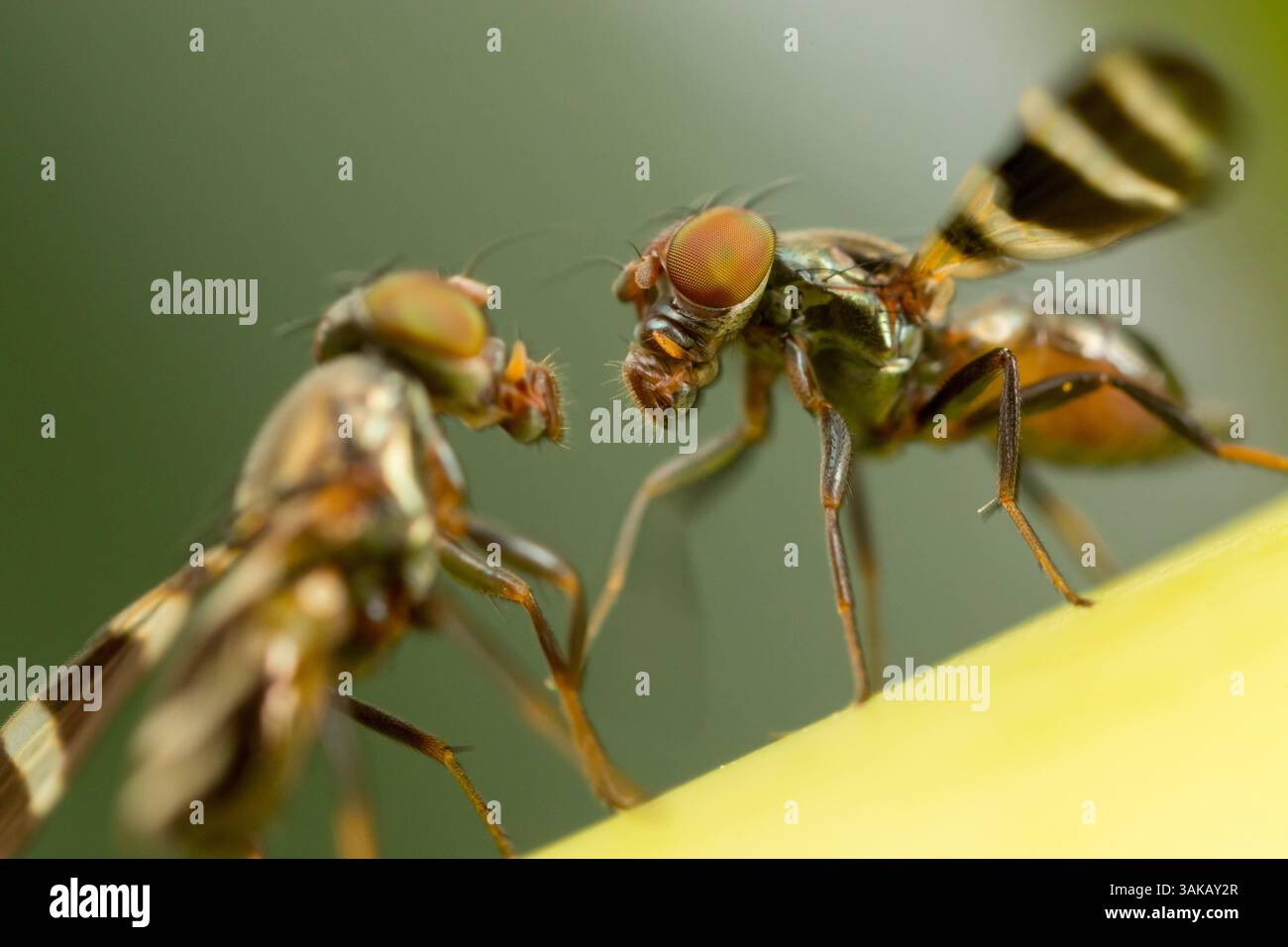August 13, 2016 - Colombia - Fruit flies undergo a prelude of dances ...