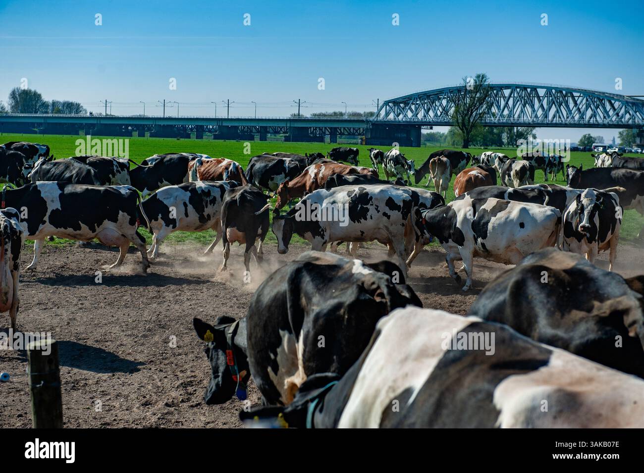 Cows are seen having a great time outside. Each year, farms throughout ...