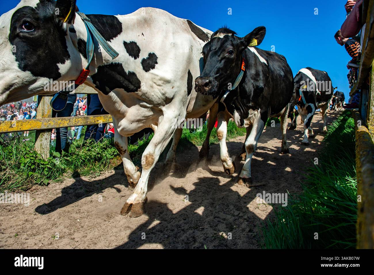 A view from the ground of the cows. Each year, farms throughout the ...