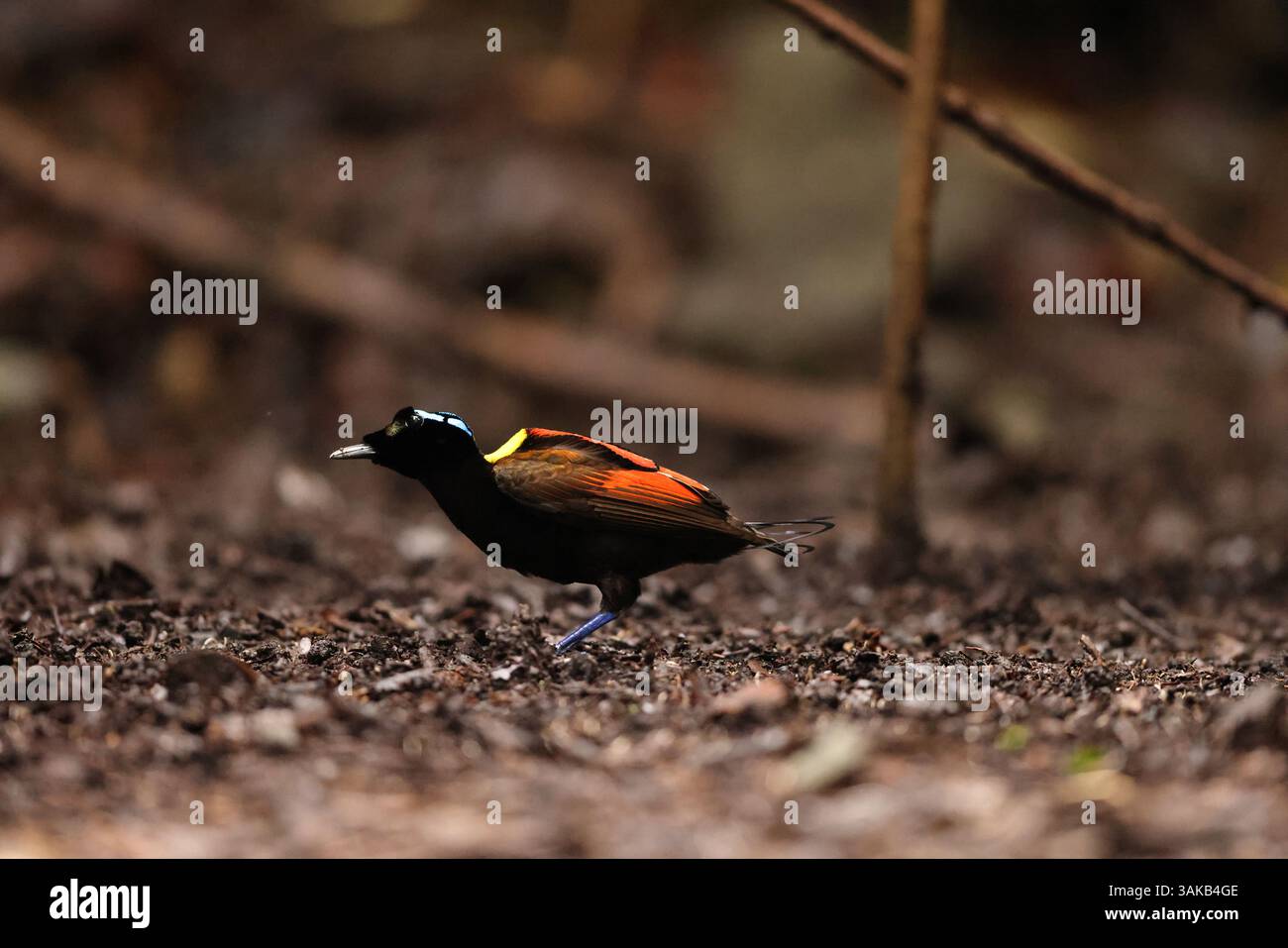 Wilson's bird-of-paradise (Diphyllodes respublica) is a species of ...