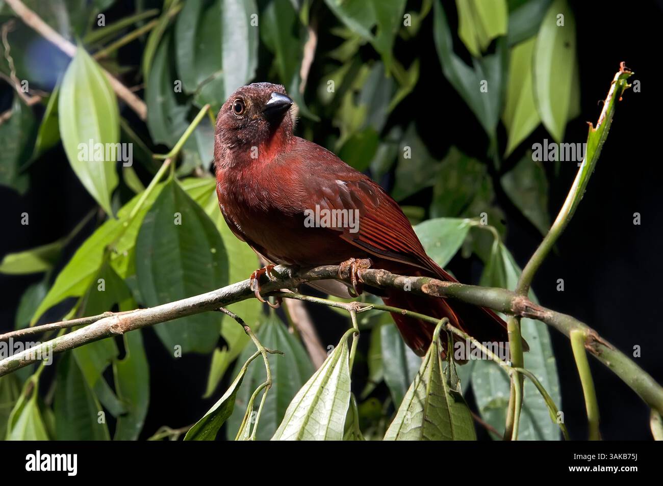 June 19, 2012 - Red-crowned Ant-Tanager (Habia rubica) photographed in ...