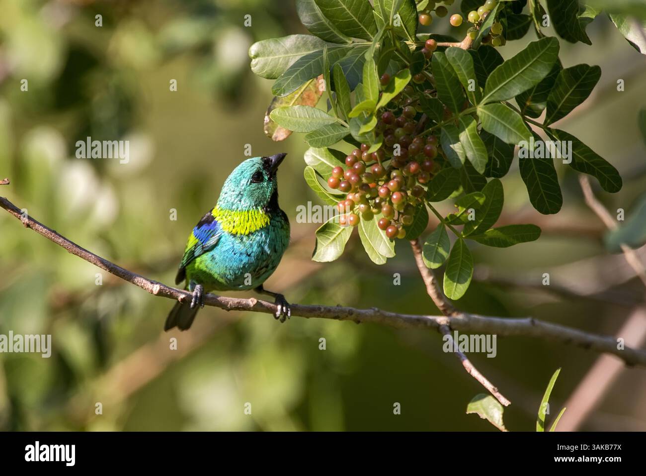 May 2, 2013 - Green-headed Tanager (Tangara seledon) photographed in ...