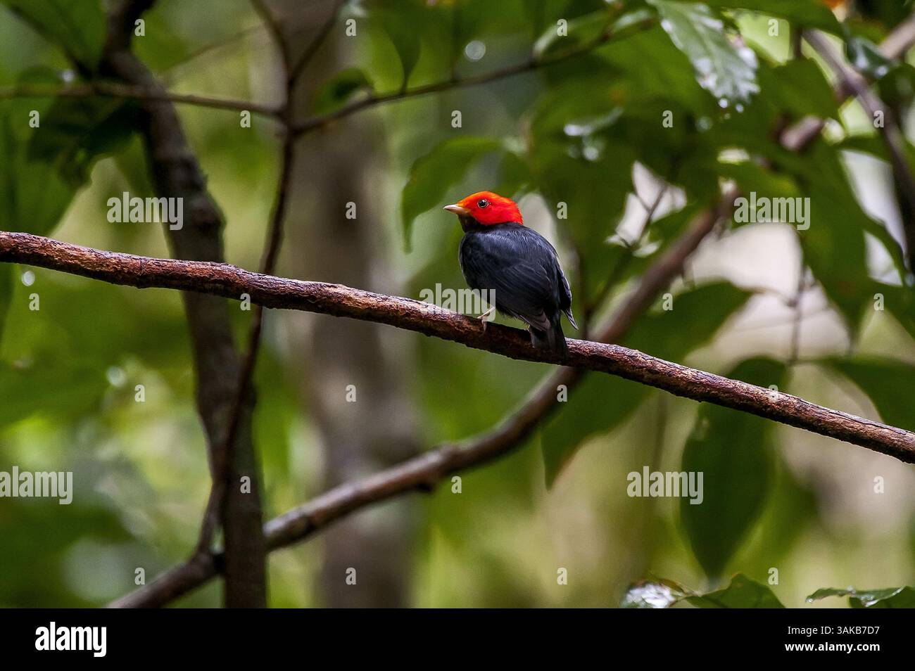 Atangar hi-res stock photography and images - Alamy