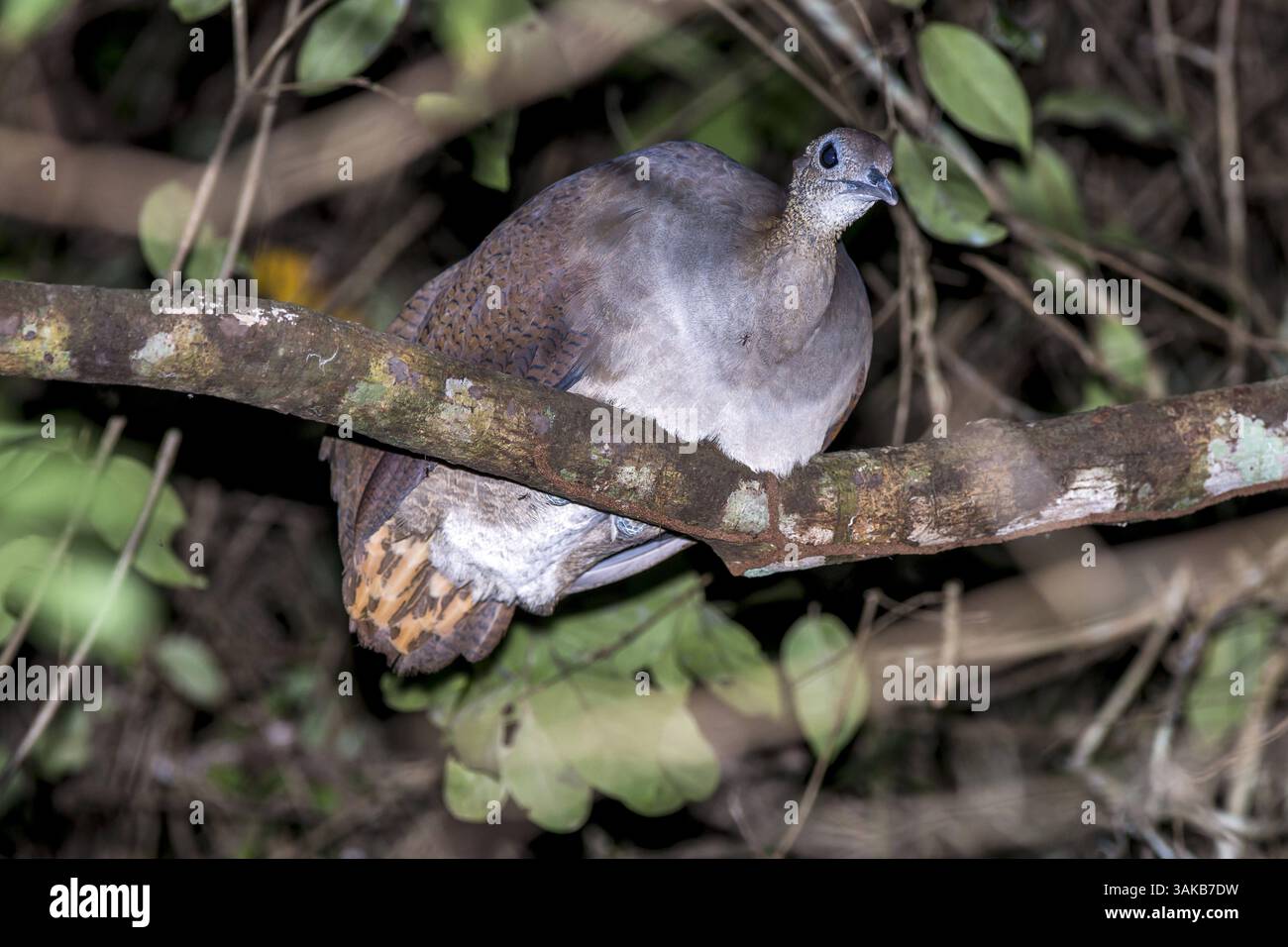 October 17, 2014 - Solitary Tinamou (Tinamus solitarius), photographed ...