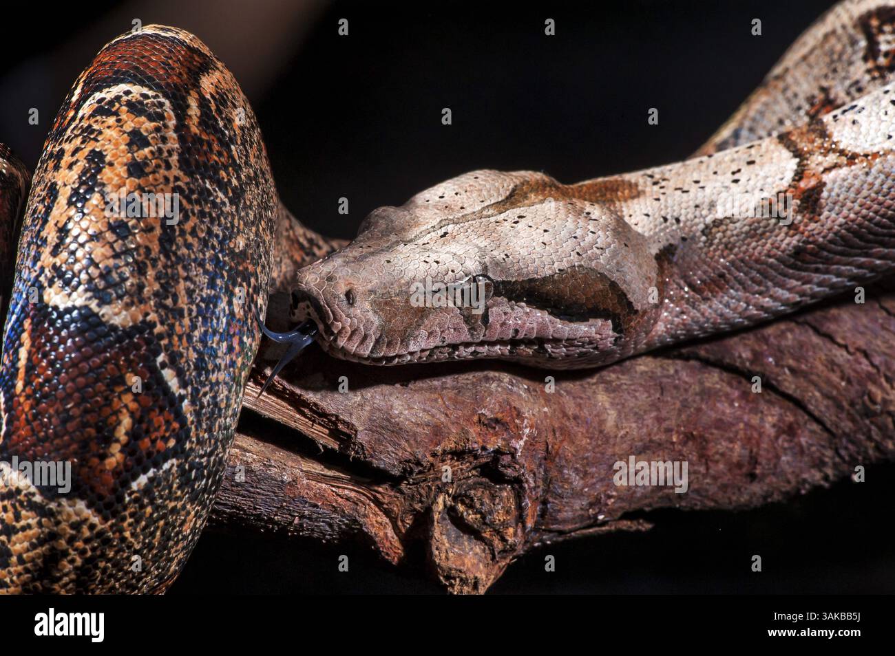 Vertebrado constrictor hi-res stock photography and images - Alamy