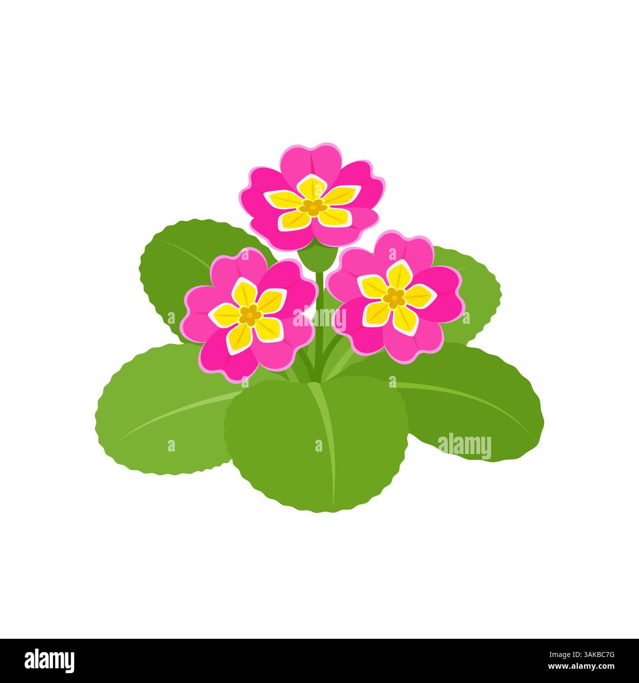 Primrose on a green background Stock Vector Images - Alamy