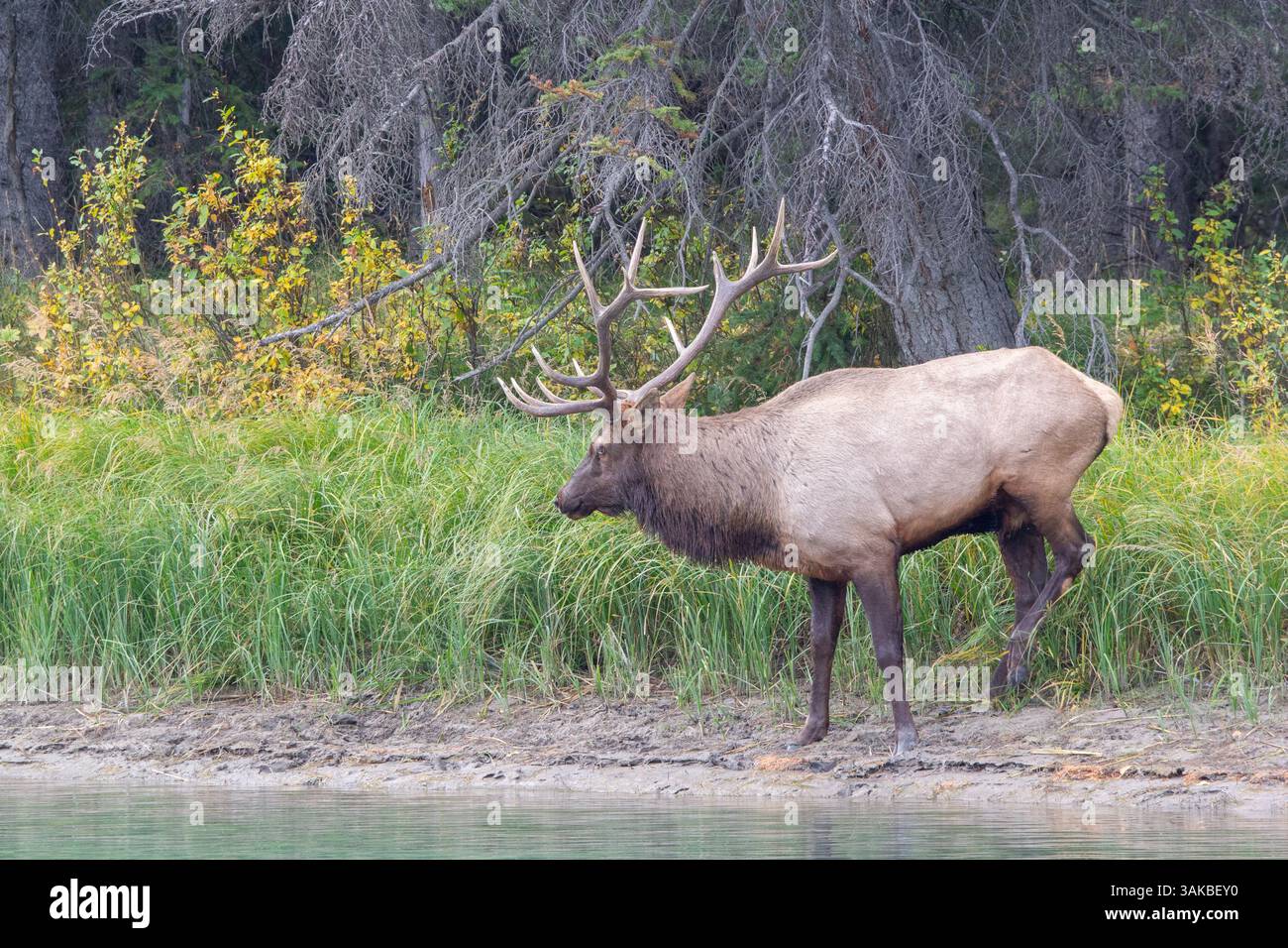 Big Bull Elk with large Antlers in tall grasses in Autumn along side ...