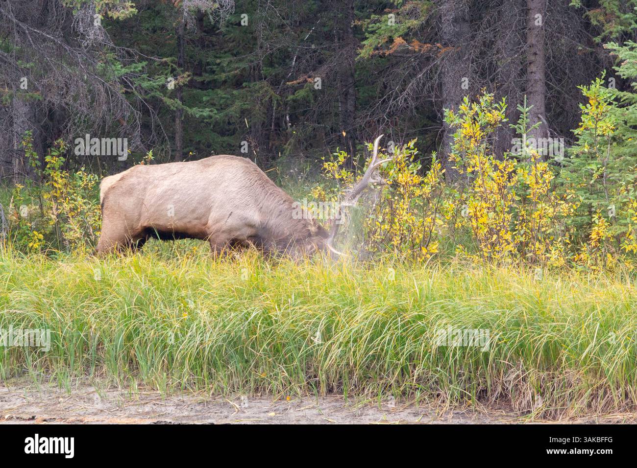 Big Bull Elk with large Antlers in tall grasses in Autumn along side ...