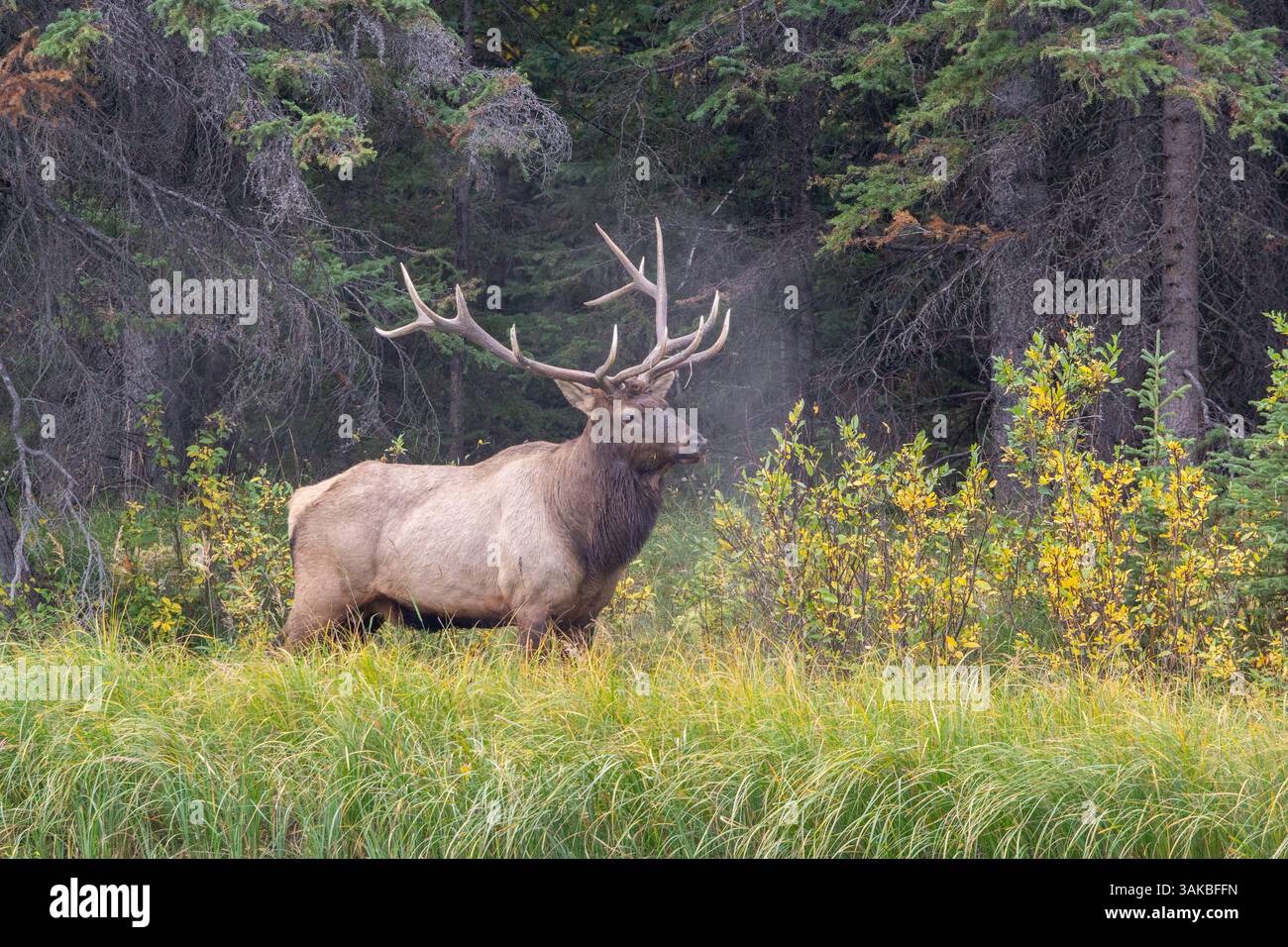 Big Bull Elk with large Antlers in tall grasses in Autumn along side ...