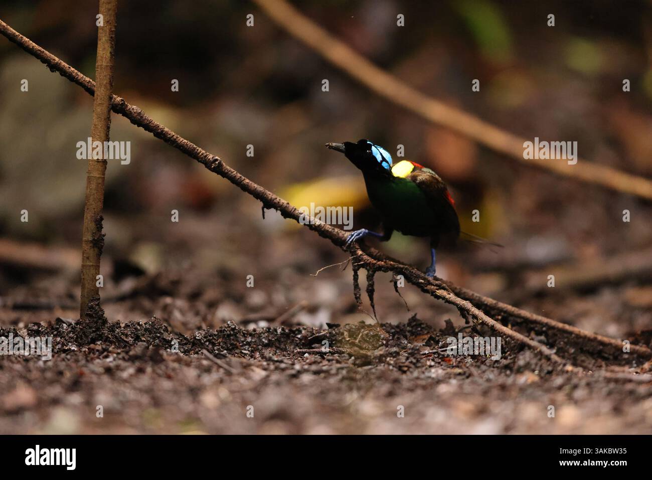Wilson's bird-of-paradise (Diphyllodes respublica) is a species of ...