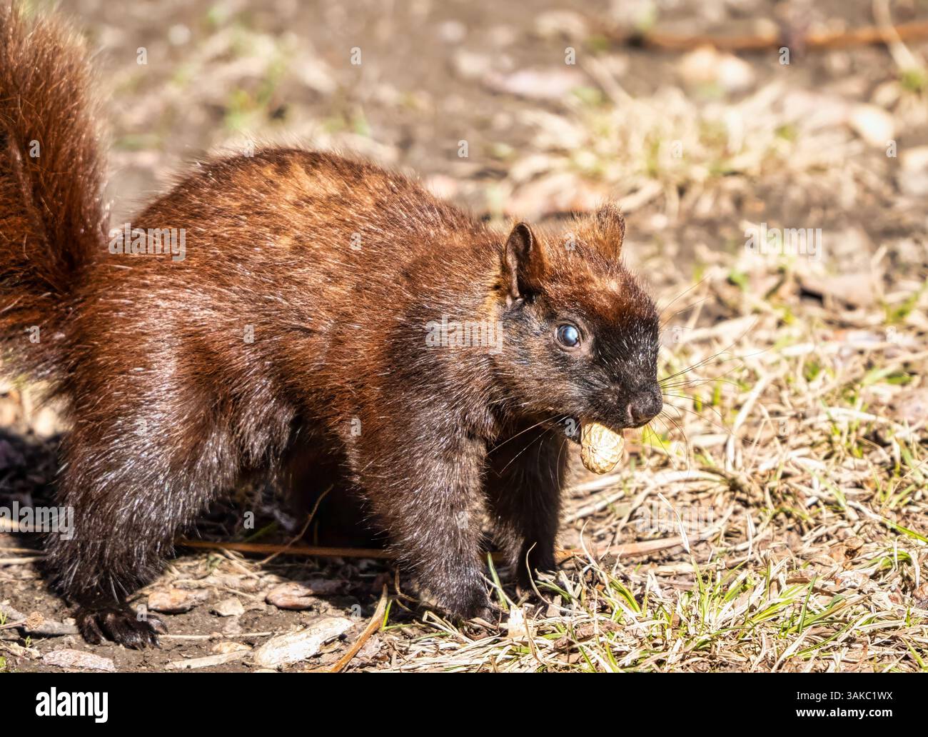 Rare Reddish-brown or Cinnamon morph of Eastern Grey Squirrel. Not only ...
