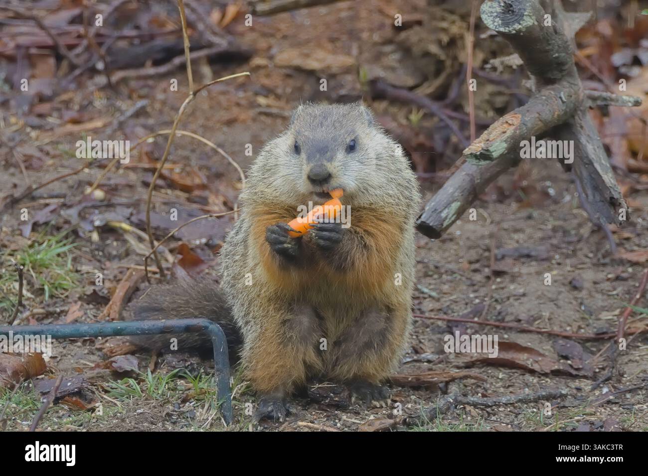 Groundhog eating a carrot on a Dreary day Stock Photo - Alamy