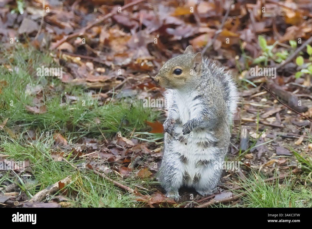 A Female mother Squirrel with swollen teats looking for a meal in the ...
