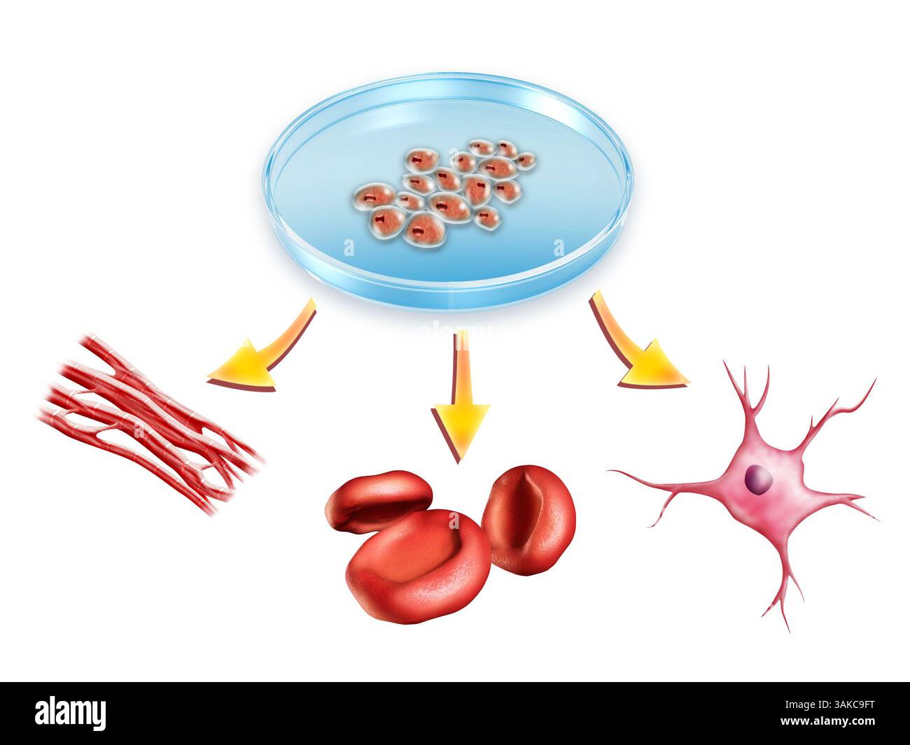 Pluripotent stem cells used to generate muscle, blood and neural cells. Digital illustration ...