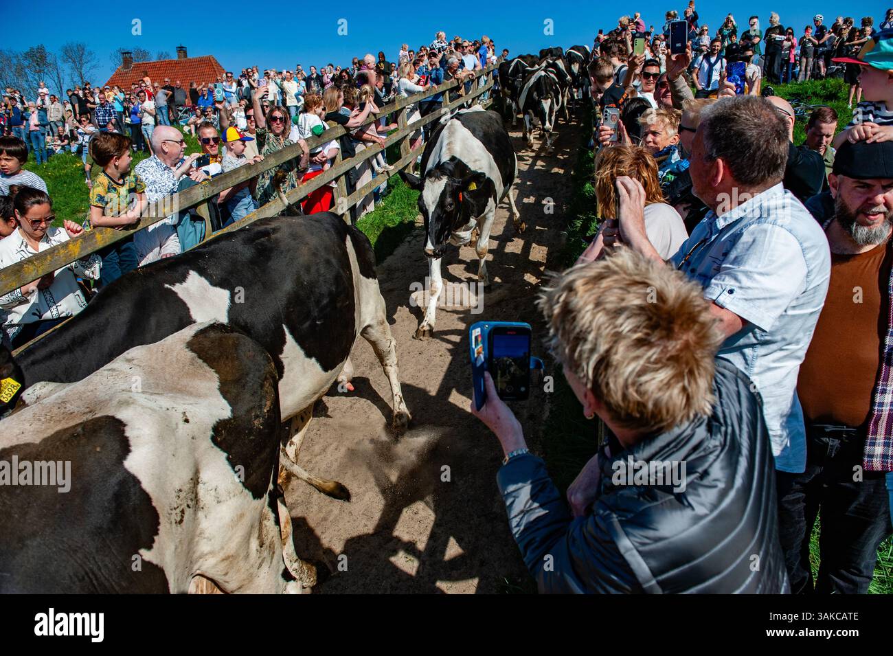 Arnhem, Netherlands. 12th Apr, 2025. Cows are seen going outside very ...