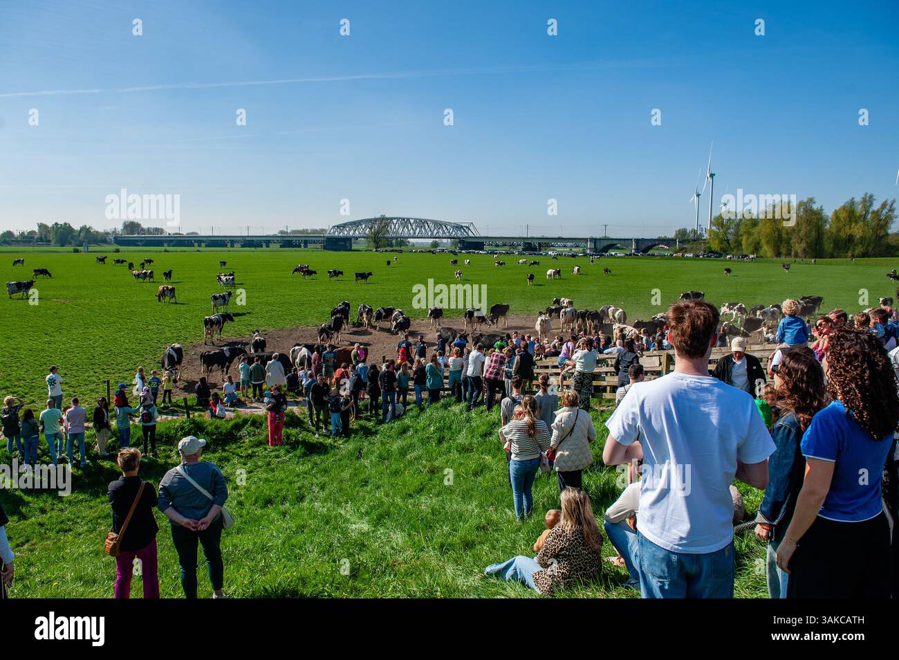 Arnhem, Netherlands. 12th Apr, 2025. People are seen observing the cows ...