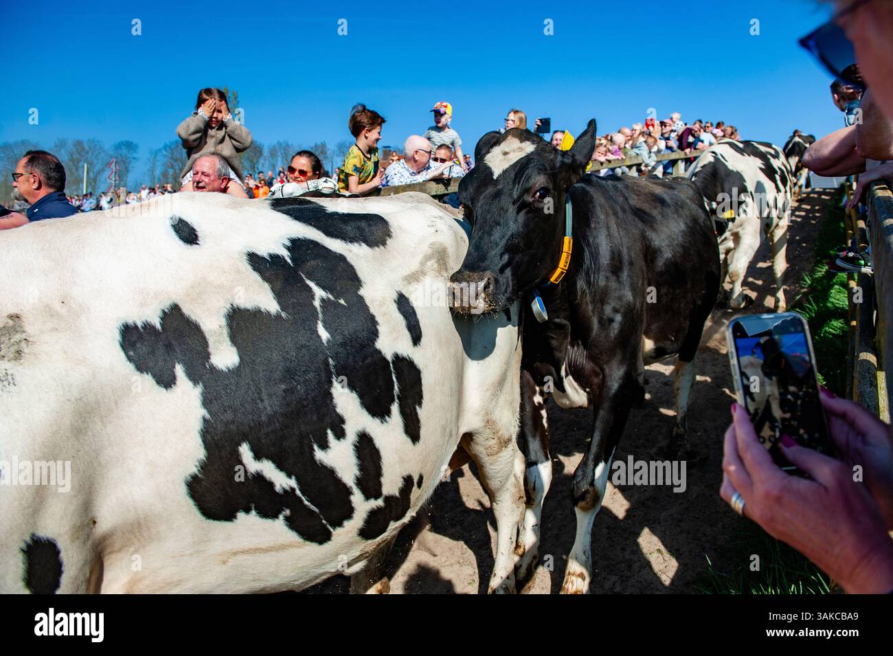 Arnhem, Netherlands. 12th Apr, 2025. Cows are seen running outside ...