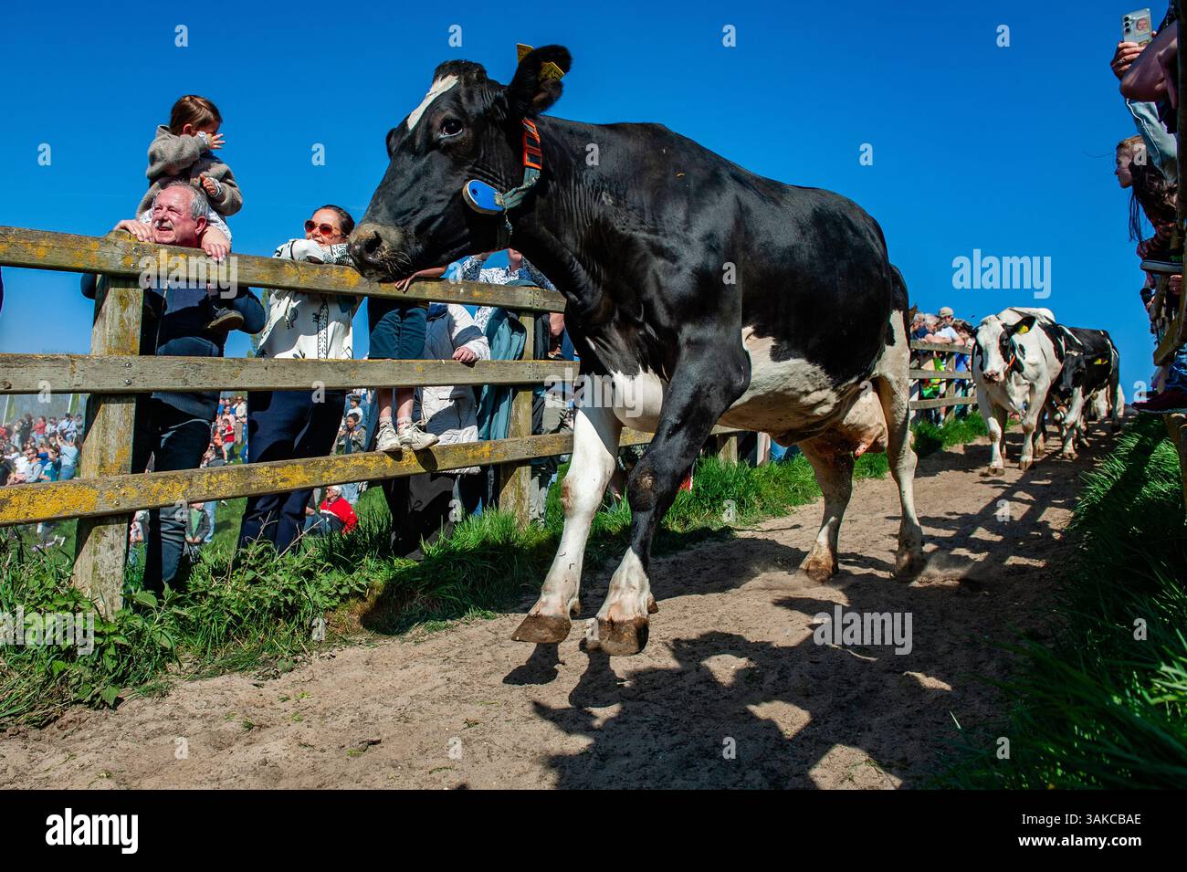 Arnhem, Netherlands. 12th Apr, 2025. A cow is seen jumping while going ...