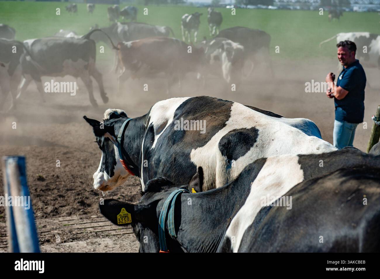 Arnhem, Netherlands. 12th Apr, 2025. The last cows are seen going ...