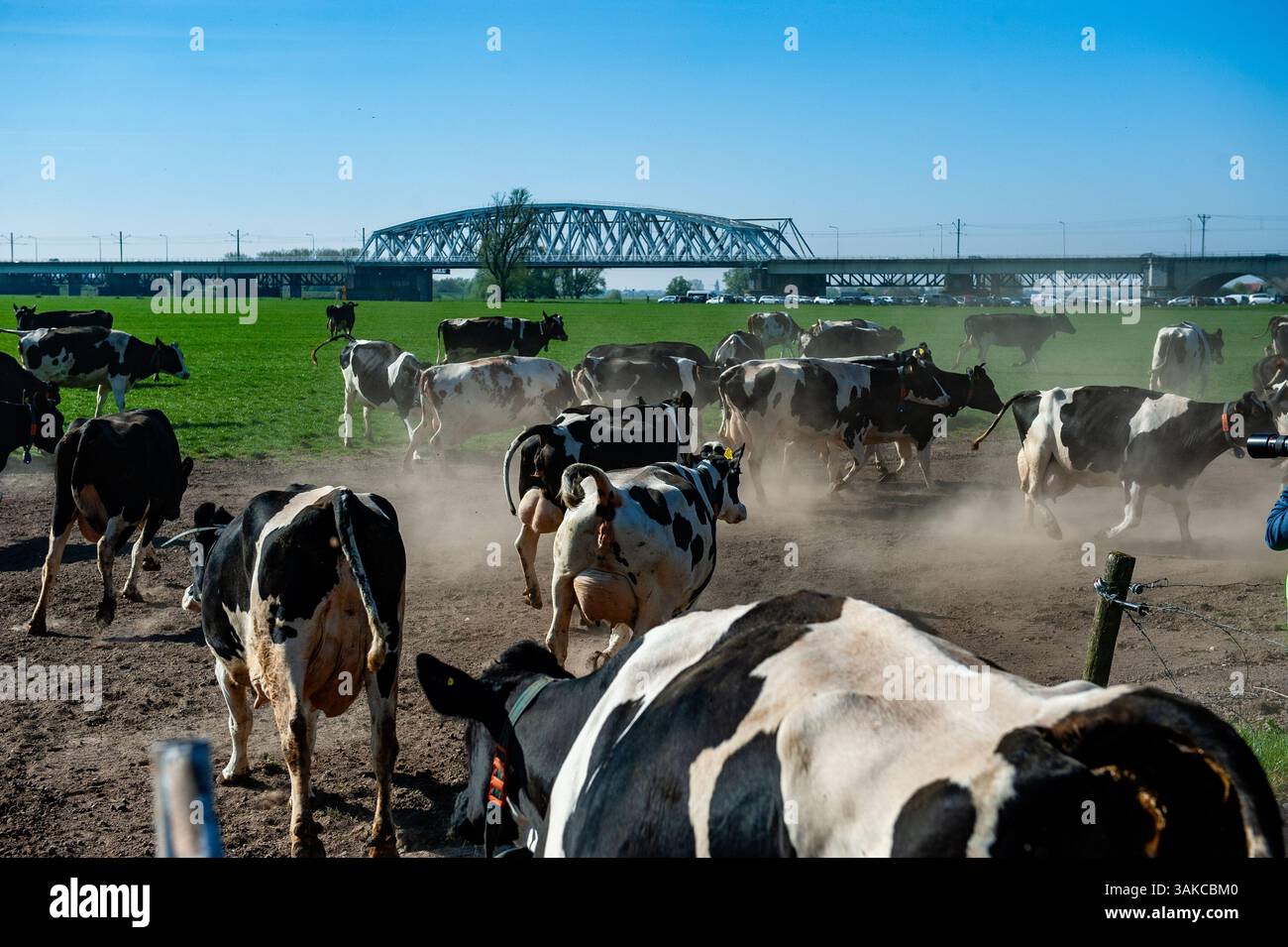 Arnhem, Netherlands. 12th Apr, 2025. On a sunny day, the cows are seen ...
