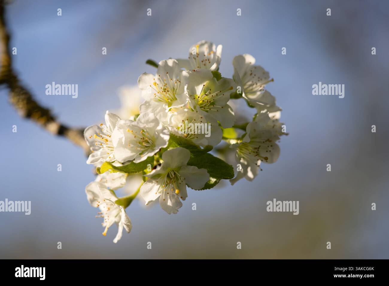 Spring Blossom - Cheery Tree (Prunus Stock Photo - Alamy