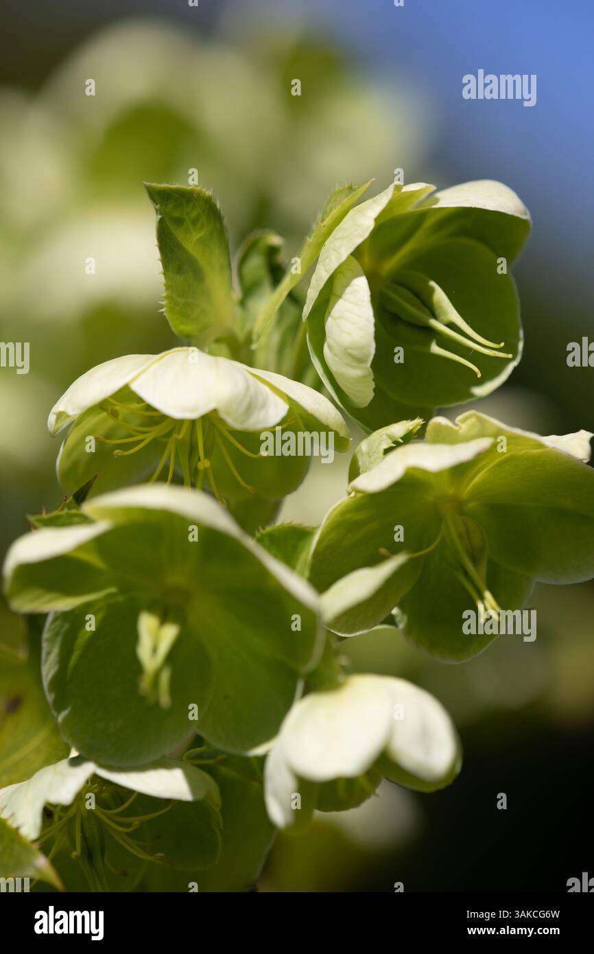 Hellebore de corse hi-res stock photography and images - Alamy