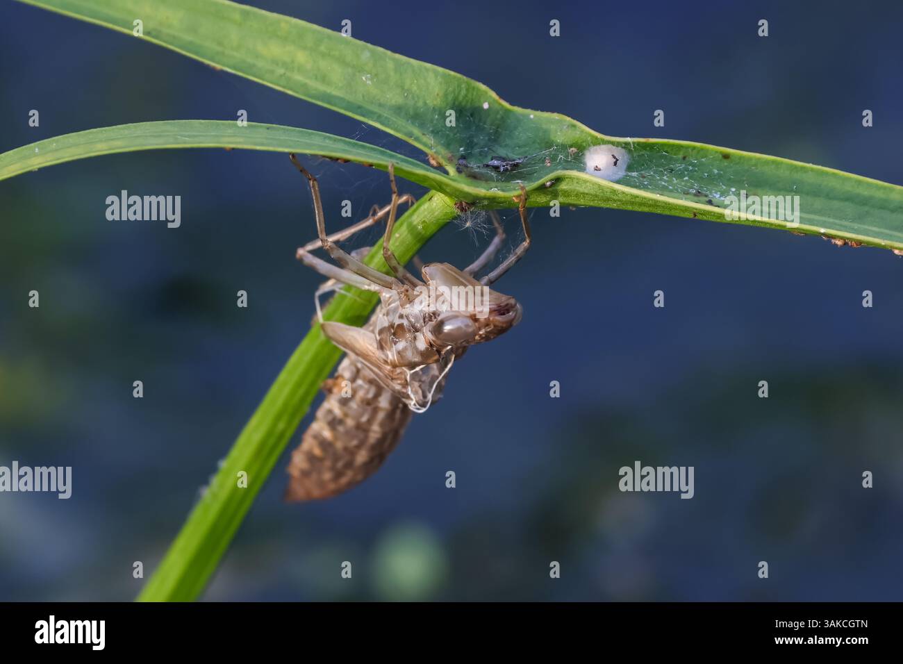 Close up view of Dragonfly larva on the plant by the lake Stock Photo ...
