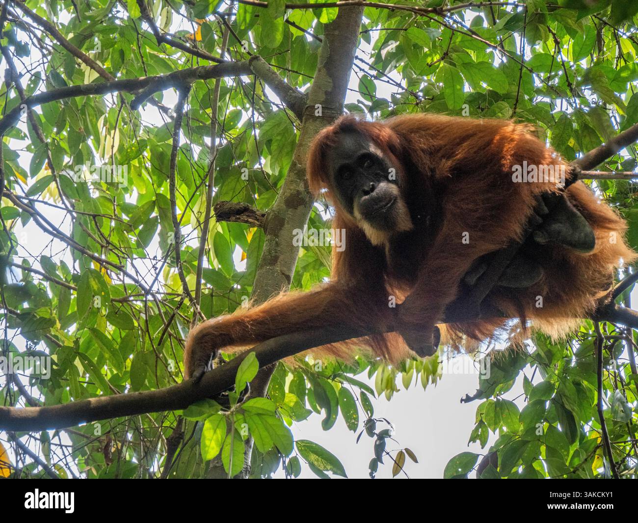 A captivating photograph of an orangutan resting on a tree branch ...