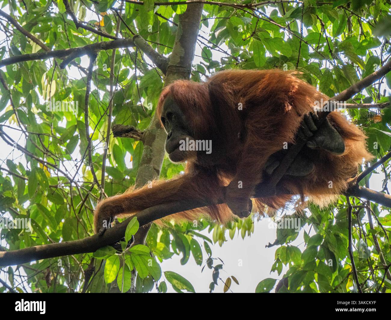 A captivating photograph of an orangutan resting on a tree branch ...