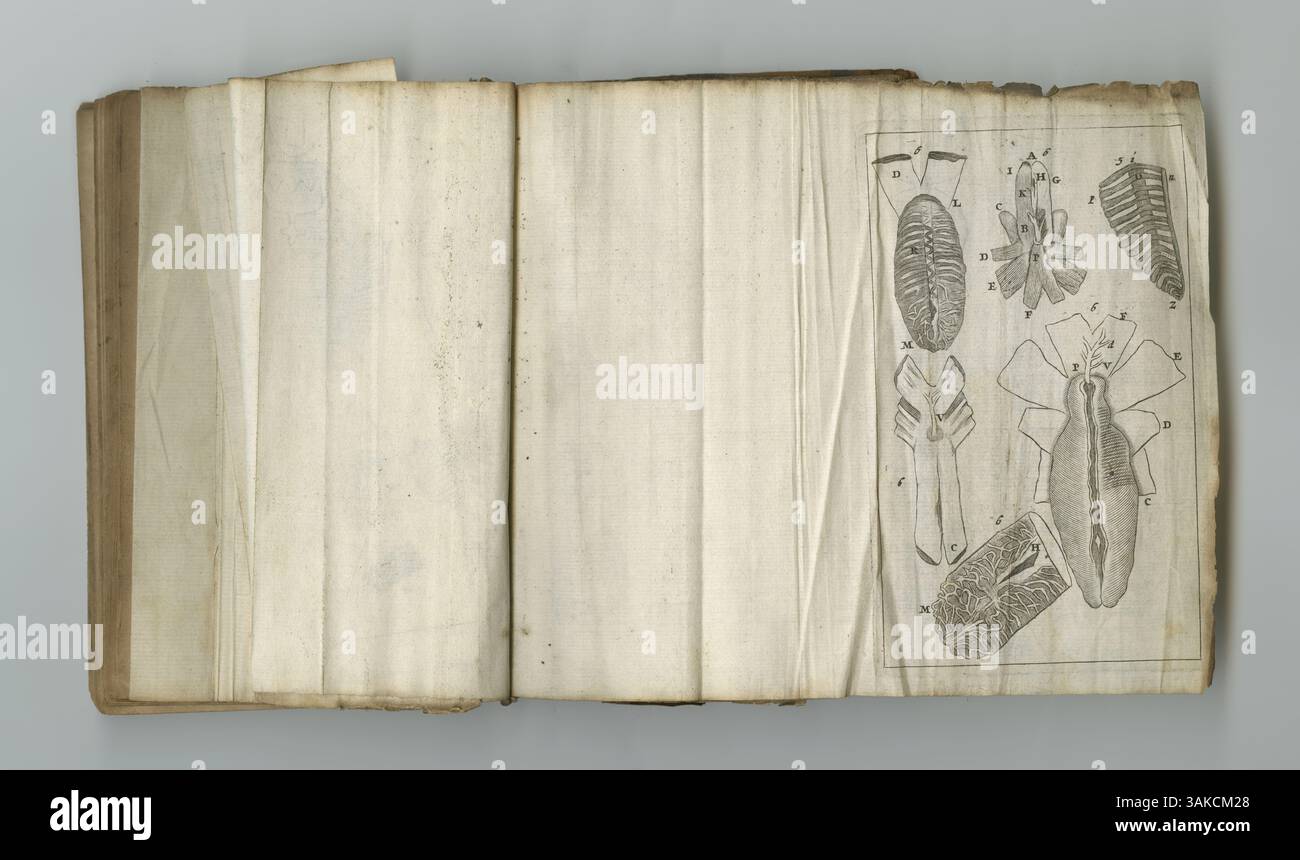 Medical, drawing and book of anatomy on paper in antique, vintage or ...