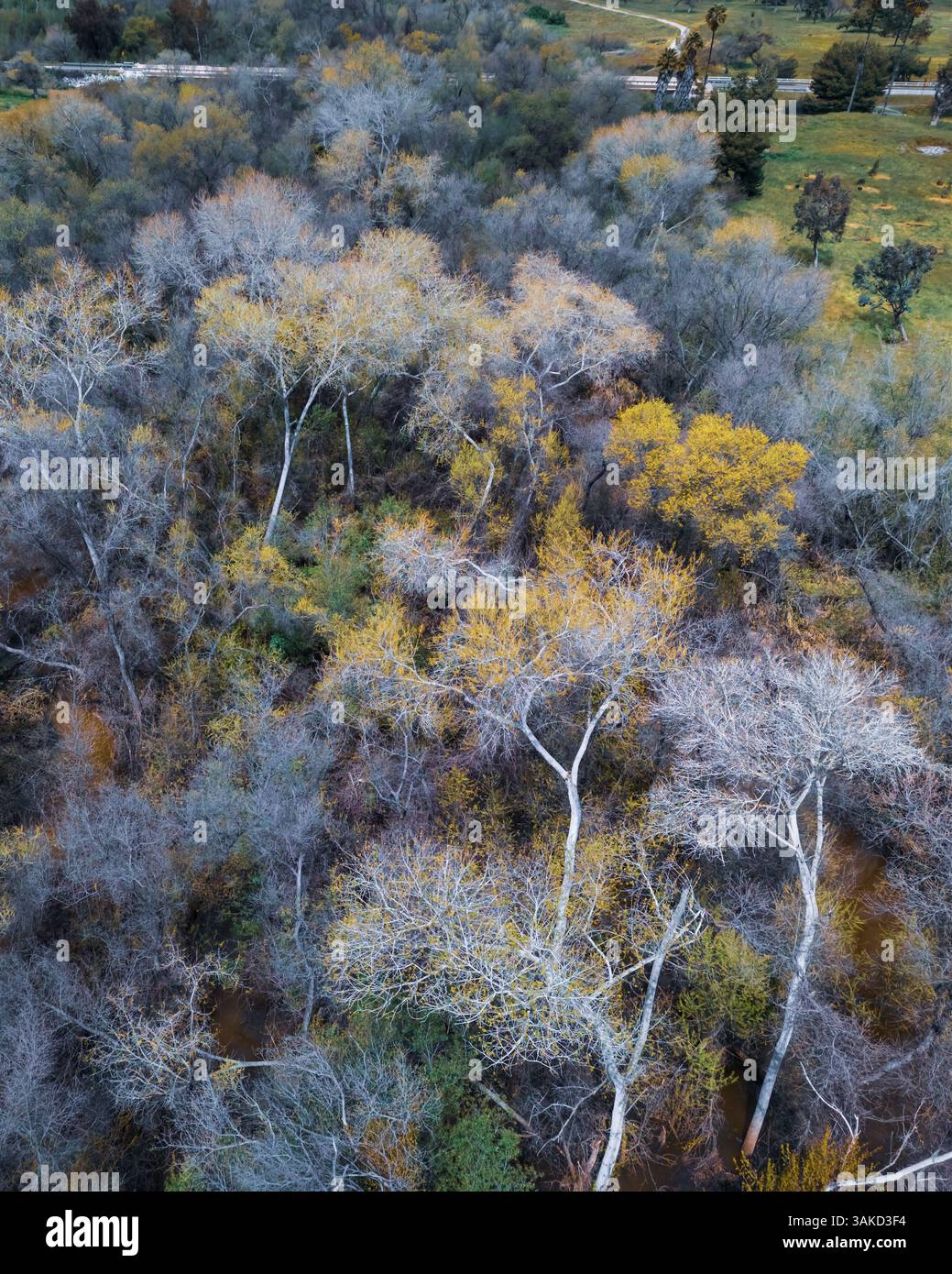 Aerial view of colorful trees in the forest in Southern California ...