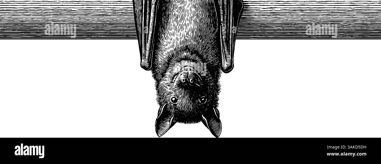 Vintage engraved illustration of a bat hanging upside down for wildlife ...