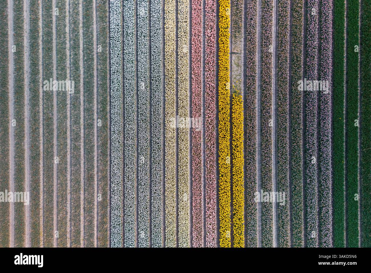 Aerial view of colorful Tulips, daffodils and Hyacinth fields in ...