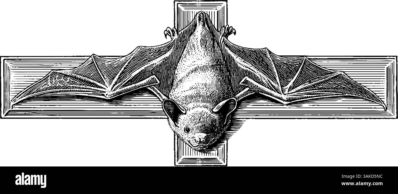 Engraved bat illustration hanging upside down for nature art Stock ...
